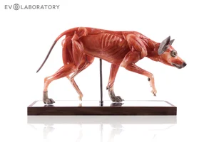 Wolf 1:5 Anatomy Medical — EVOLABORATORY