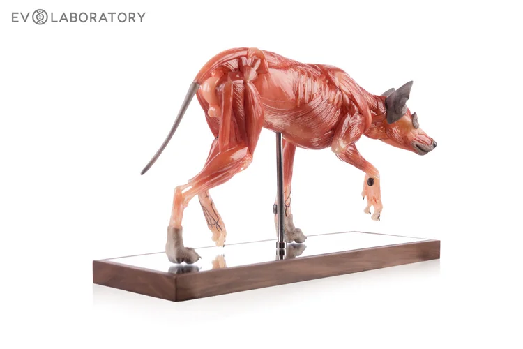 Wolf 1:5 Anatomy Medical — EVOLABORATORY