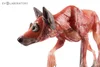 Wolf 1:5 Anatomy Medical — EVOLABORATORY
