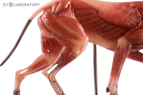 Hyper-Realistic Wolf Anatomy Sculpture 1/5 - Veterinary & Artist ...