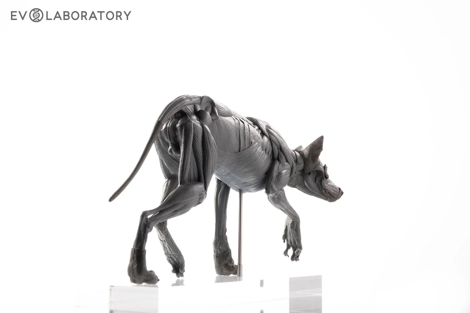 Wolf Anatomy Sketch