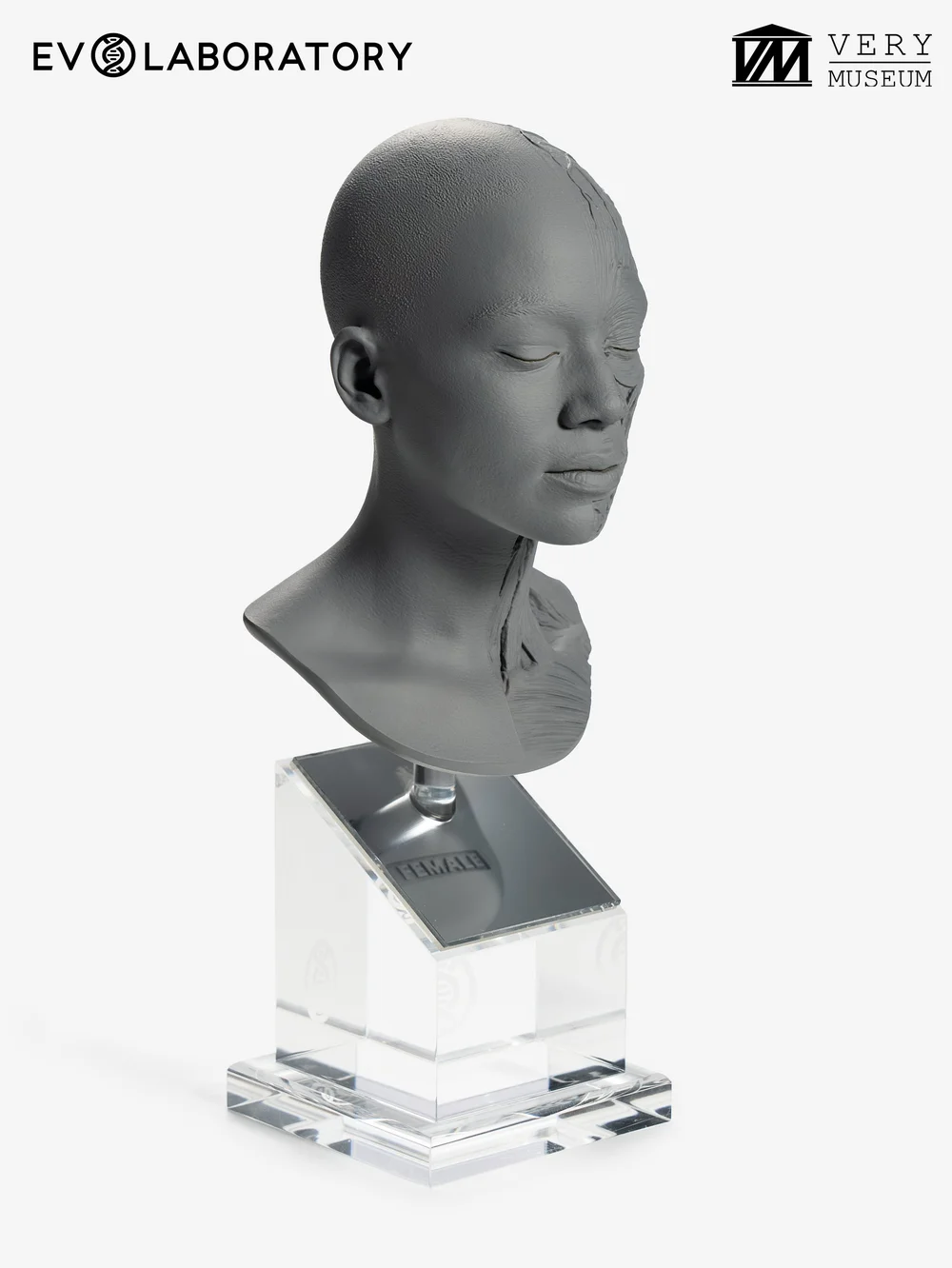 Human Anatomy Bust Set - Reference Sculpture Collection — Evolutio ...