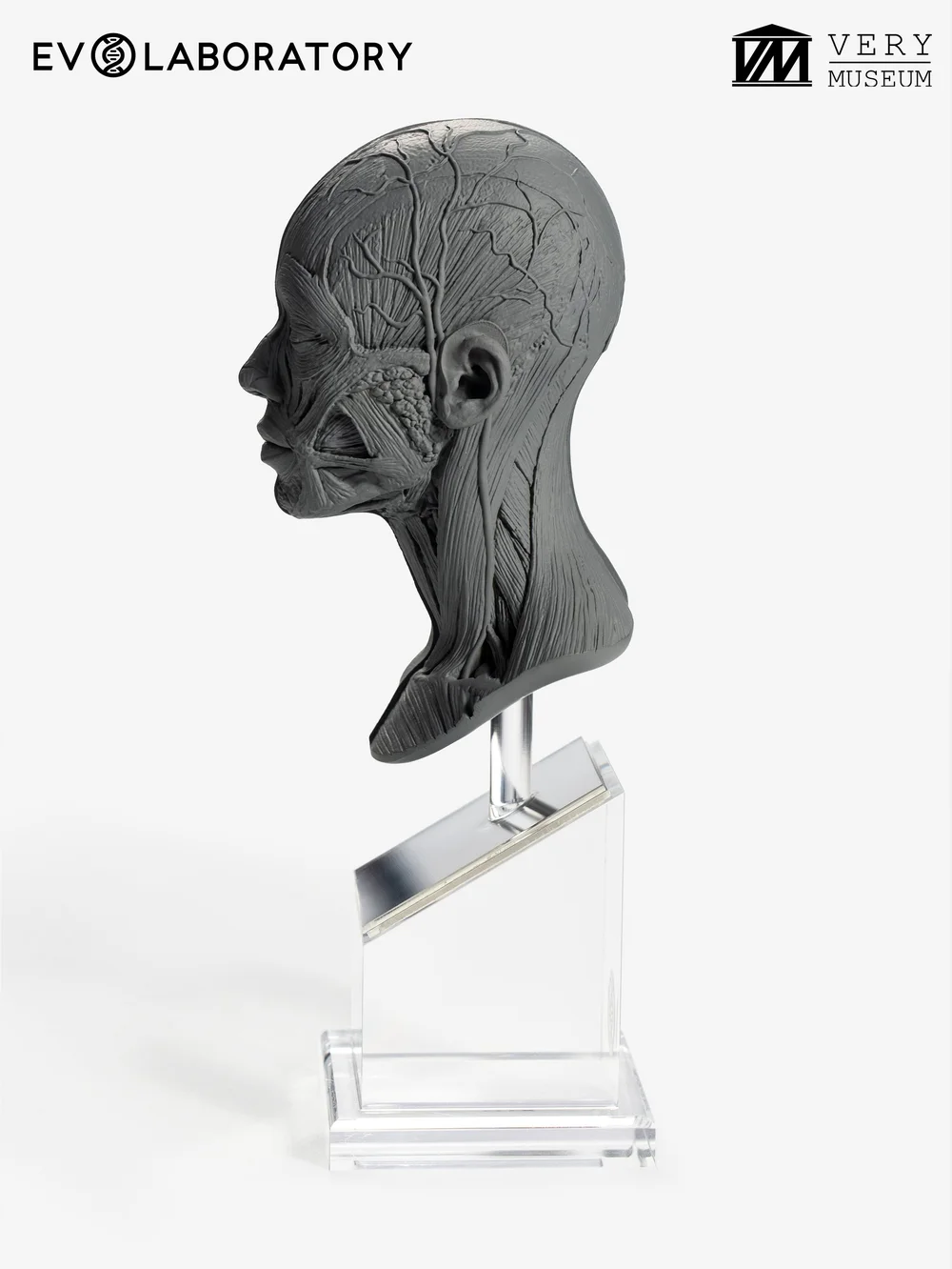 Human Anatomy Bust Set - Reference Sculpture Collection — Evolutio ...