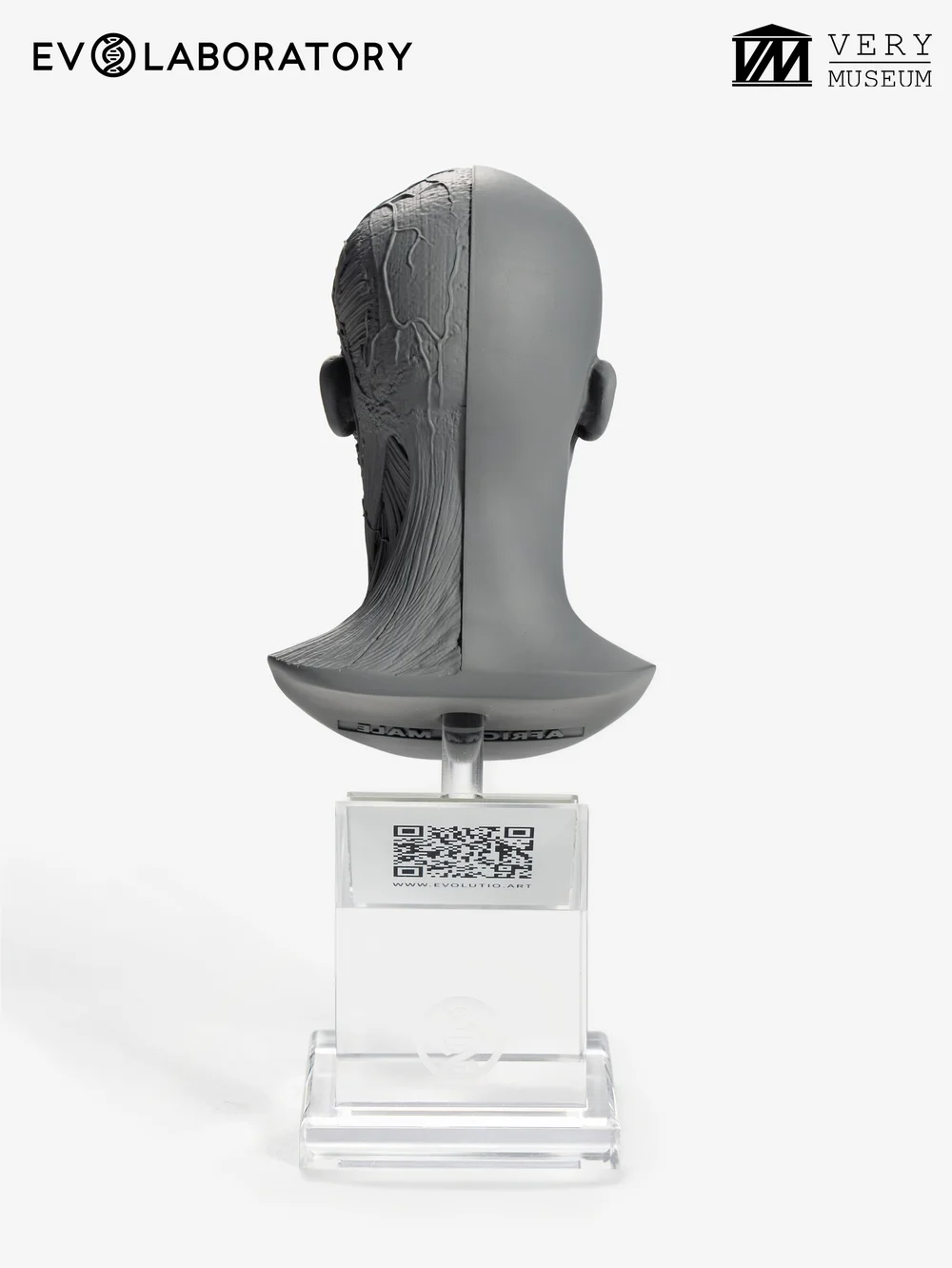 Human Anatomy Bust Set - Reference Sculpture Collection — Evolutio ...