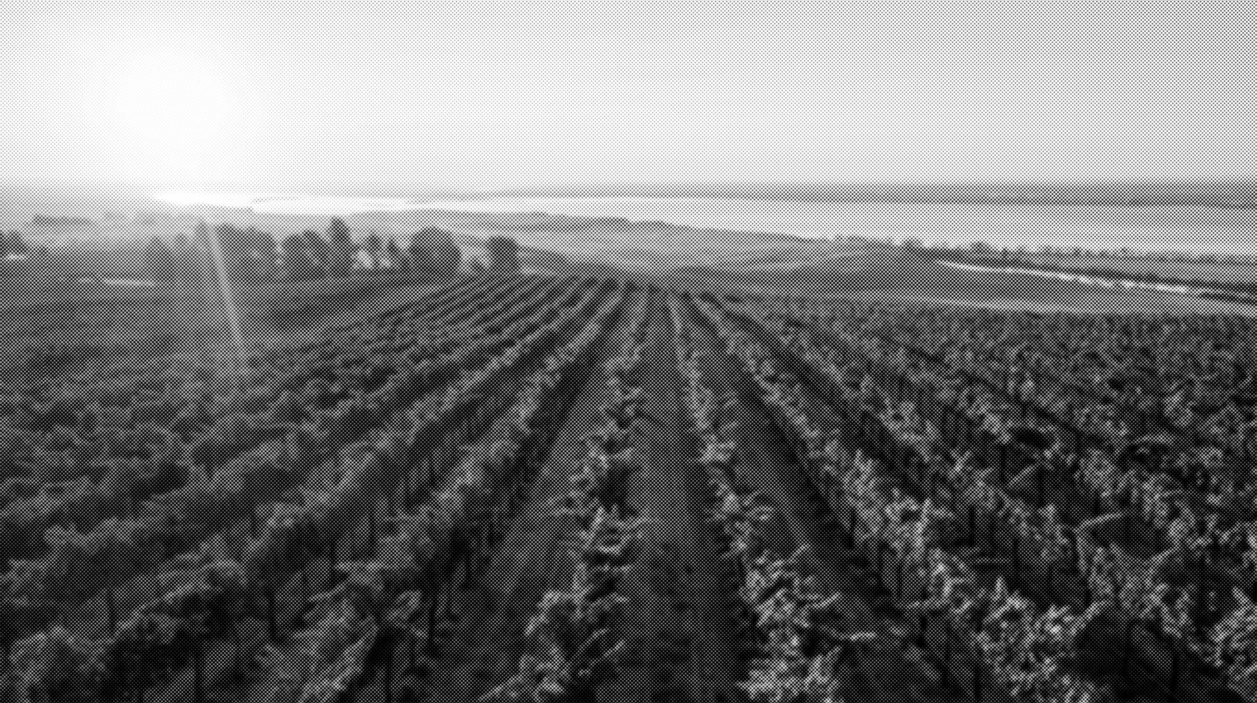 Canoe Ridge Vineyard