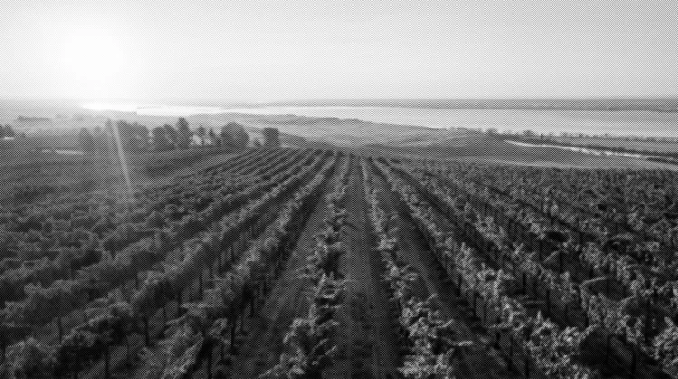 Canoe Ridge Vineyard