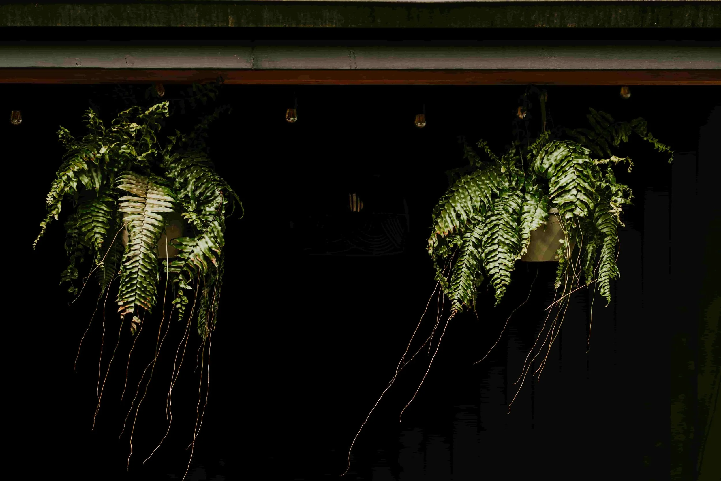 Ancient Beauties: Ferns and Where to Find Them On Bowen — Nectar Yoga