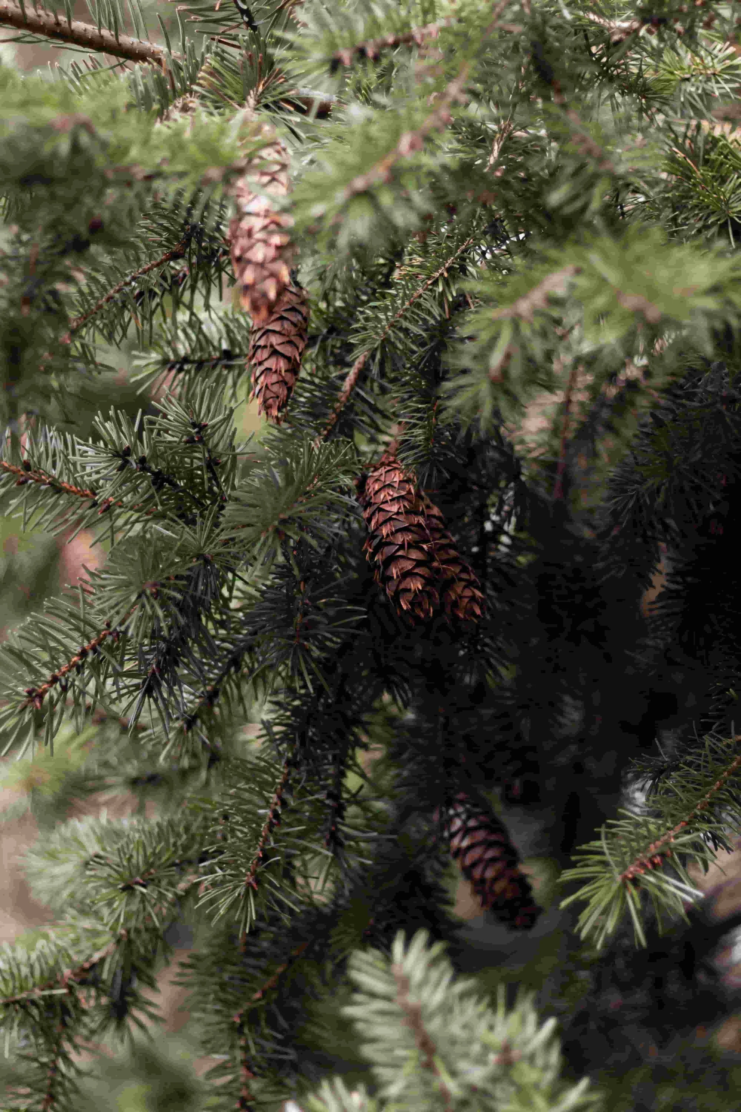 Douglas Fir: How to Identify, The Benefits of Its Terpenes, and Douglas ...