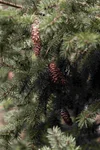 Douglas Fir: How to Identify, The Benefits of Its Terpenes, and Douglas ...