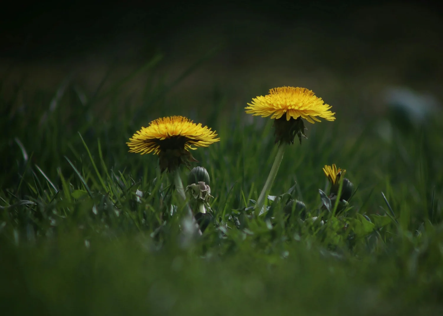 When to Harvest and How to Make Dandelion Root Coffee and Dandelion Tea ...