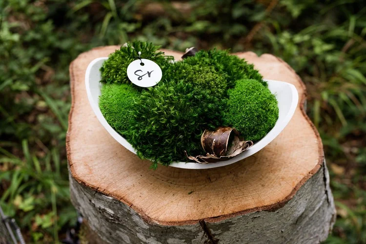 Ecological, functional, and spiritual uses of Moss — Nectar Yoga