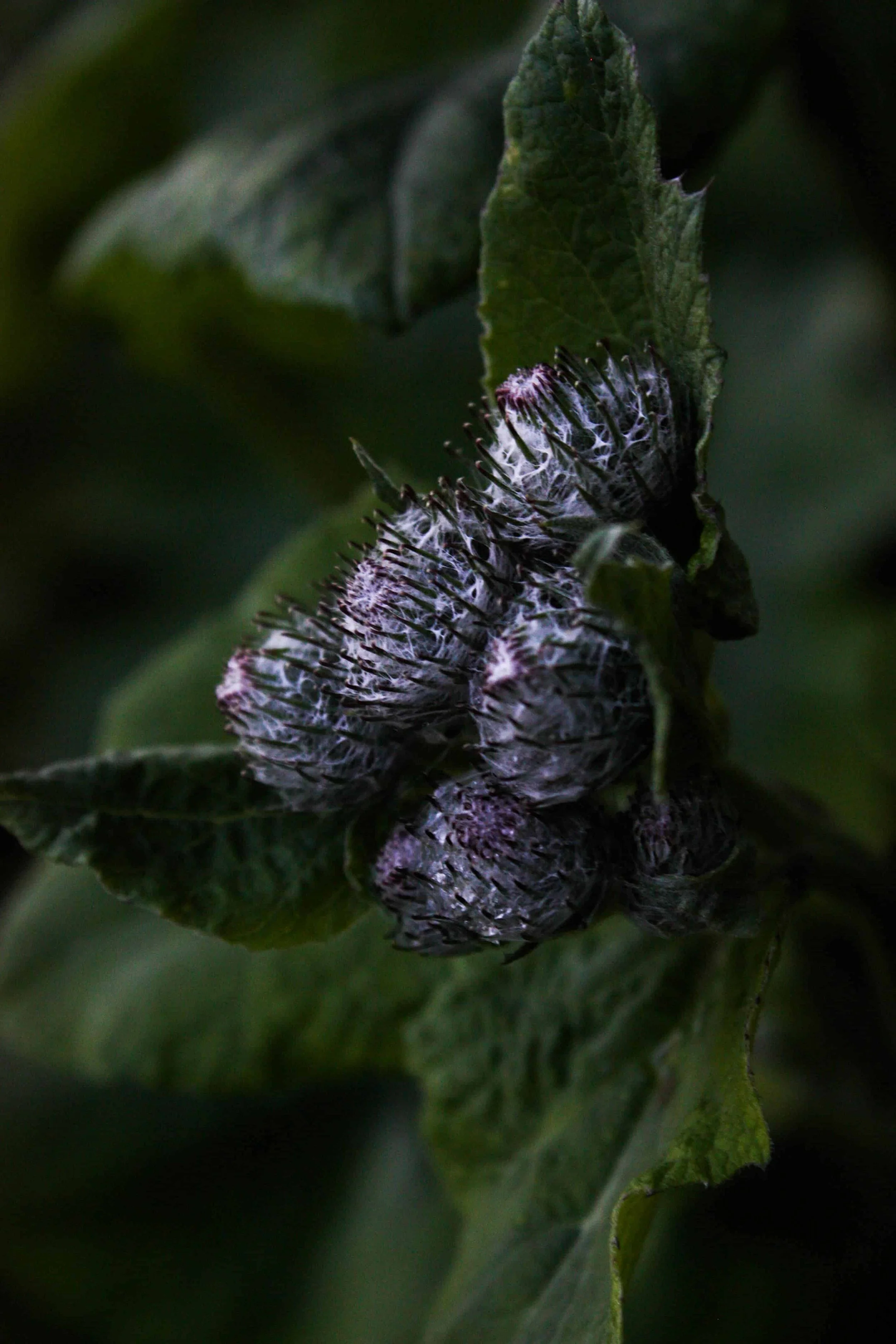 Nectar Yoga Explores Burdock Benefits, Recipes, and the Spirituality of ...