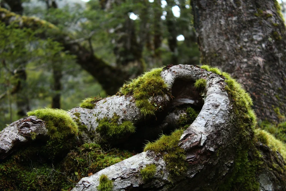 Ecological, functional, and spiritual uses of Moss — Nectar Yoga