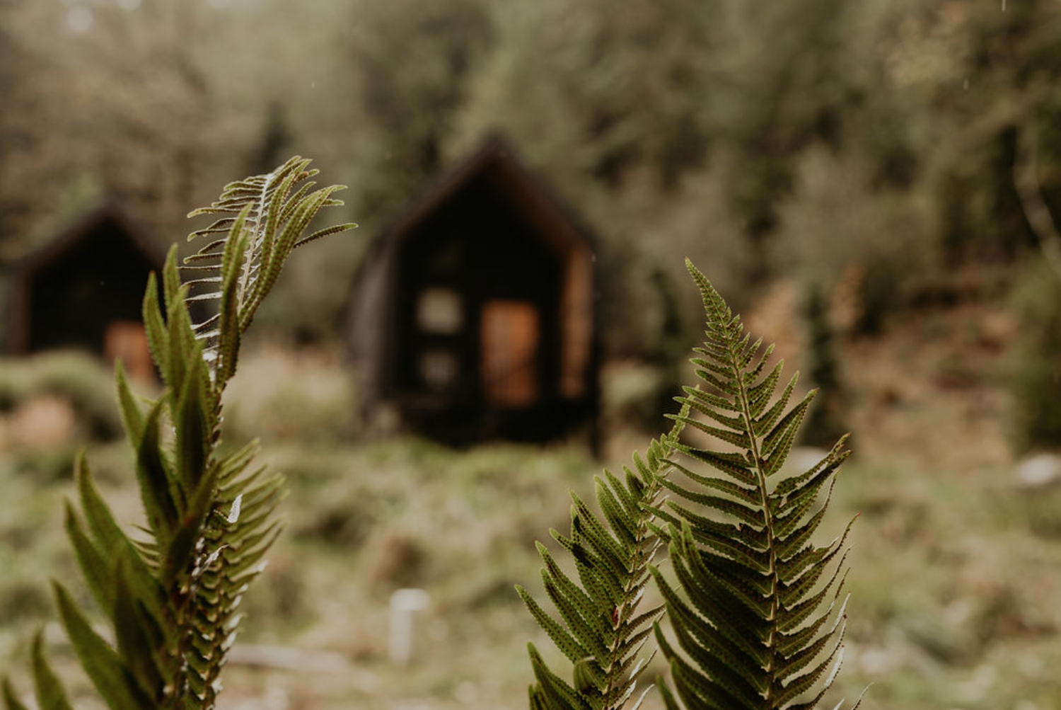 Ancient Beauties: Ferns and Where to Find Them On Bowen — Nectar Yoga