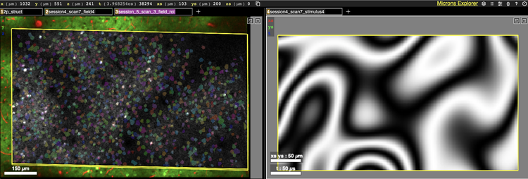 Cubic Millimeter — MICrONS Explorer