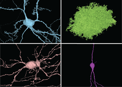 Cortical MM^3 — MICrONS Explorer