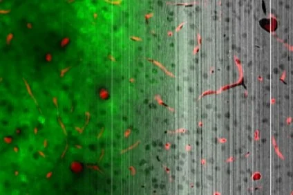 Cubic Millimeter — MICrONS Explorer