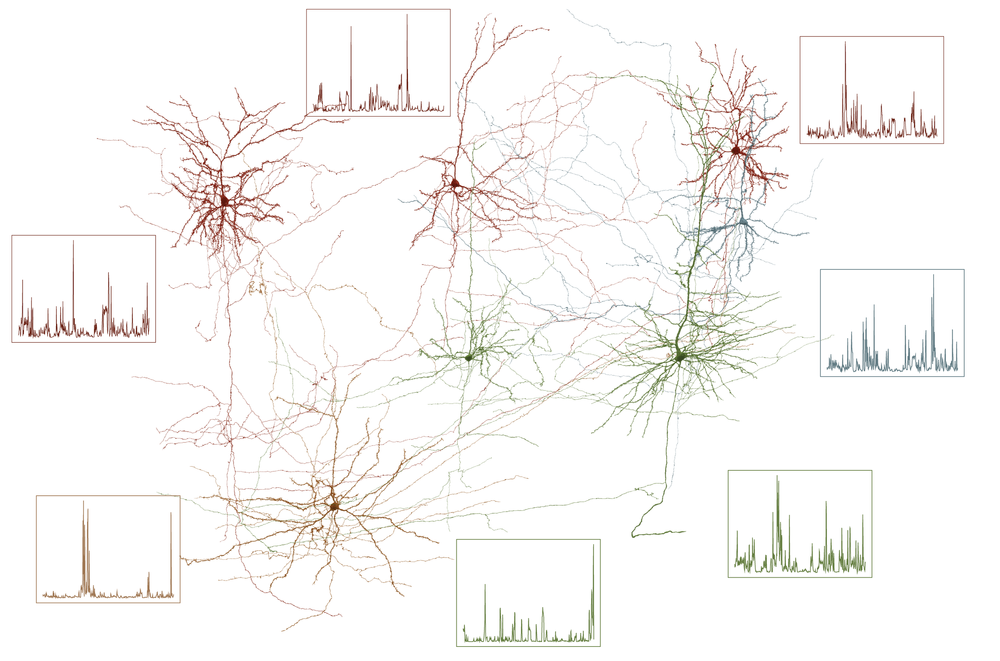 Cubic Millimeter — MICrONS Explorer
