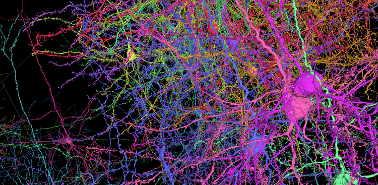 Gallery 1 — MICrONS Explorer