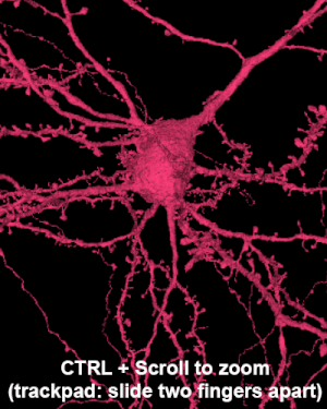 Neuroglancer — MICrONS Explorer