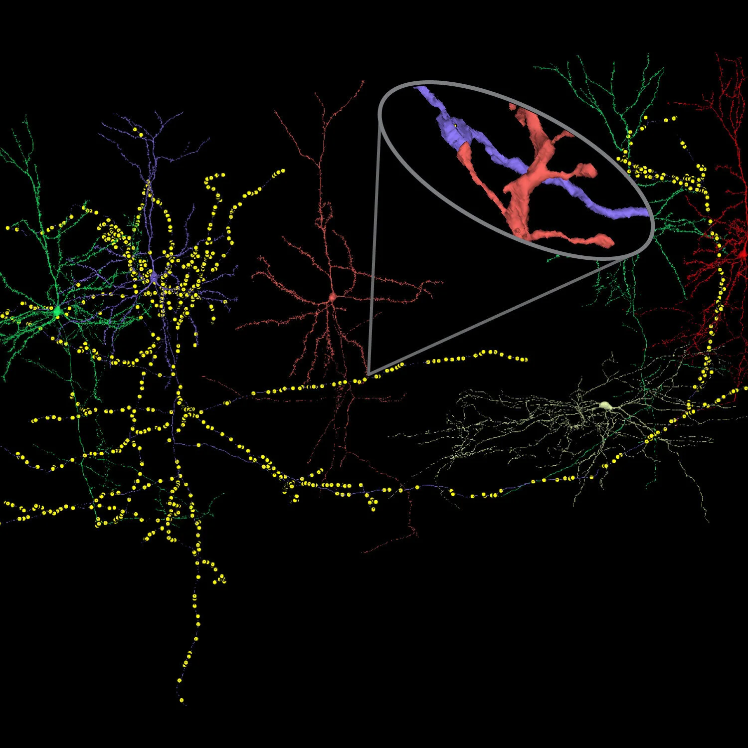 Gallery 1 — MICrONS Explorer