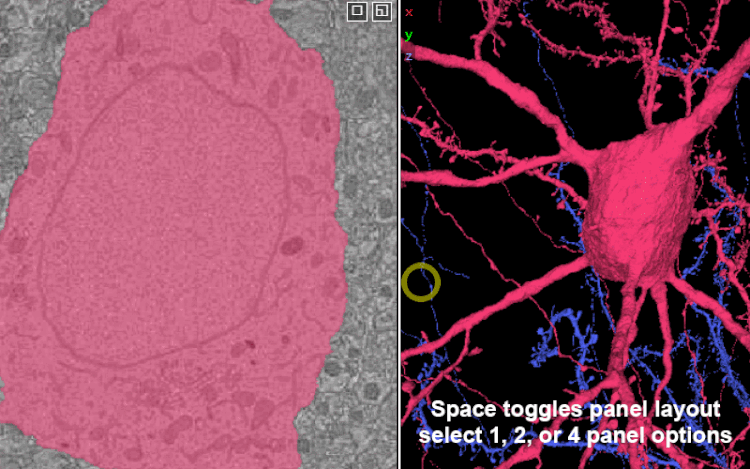 Neuroglancer — MICrONS Explorer