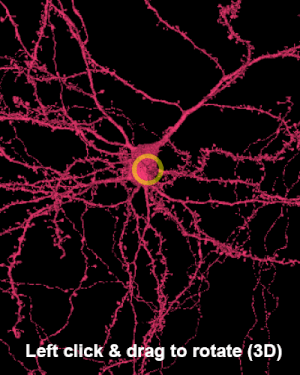 Neuroglancer — MICrONS Explorer