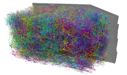 Gallery 1 — MICrONS Explorer