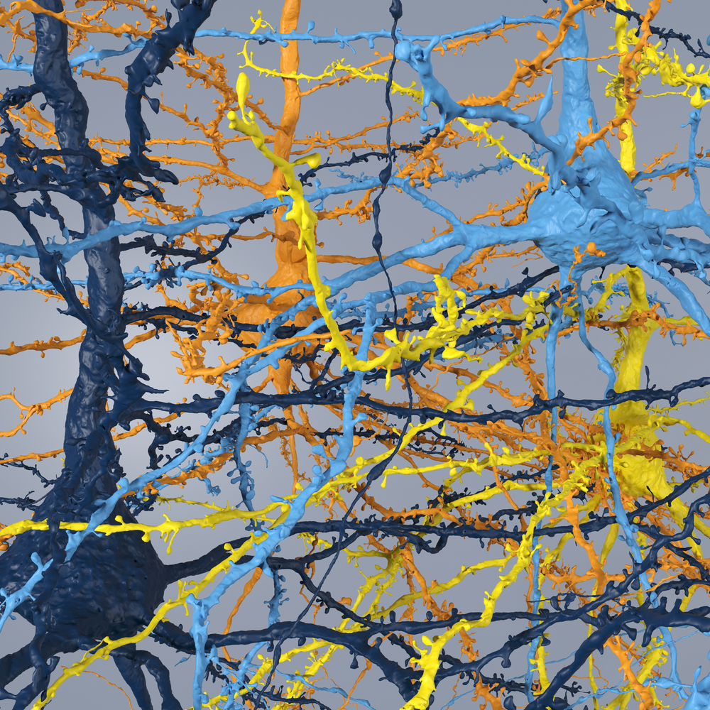 Gallery 1 — MICrONS Explorer