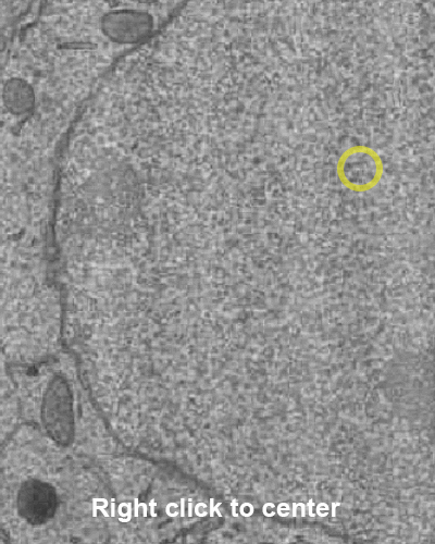 Neuroglancer — MICrONS Explorer