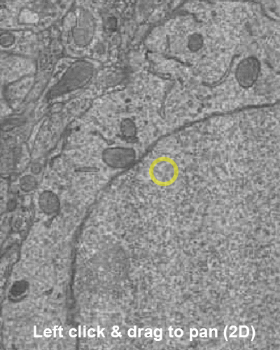 Neuroglancer — MICrONS Explorer