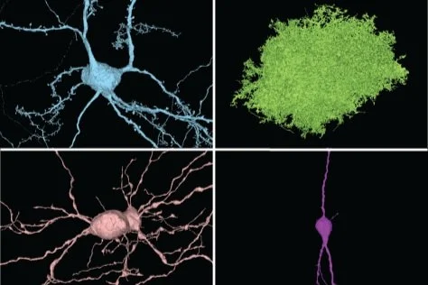Cubic Millimeter — MICrONS Explorer