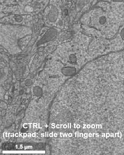 Neuroglancer — MICrONS Explorer