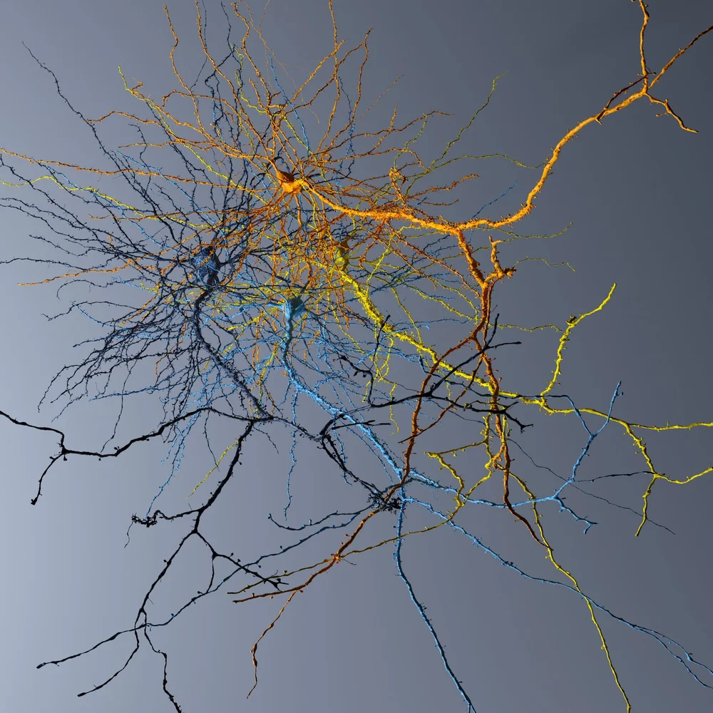 Gallery 1 — MICrONS Explorer