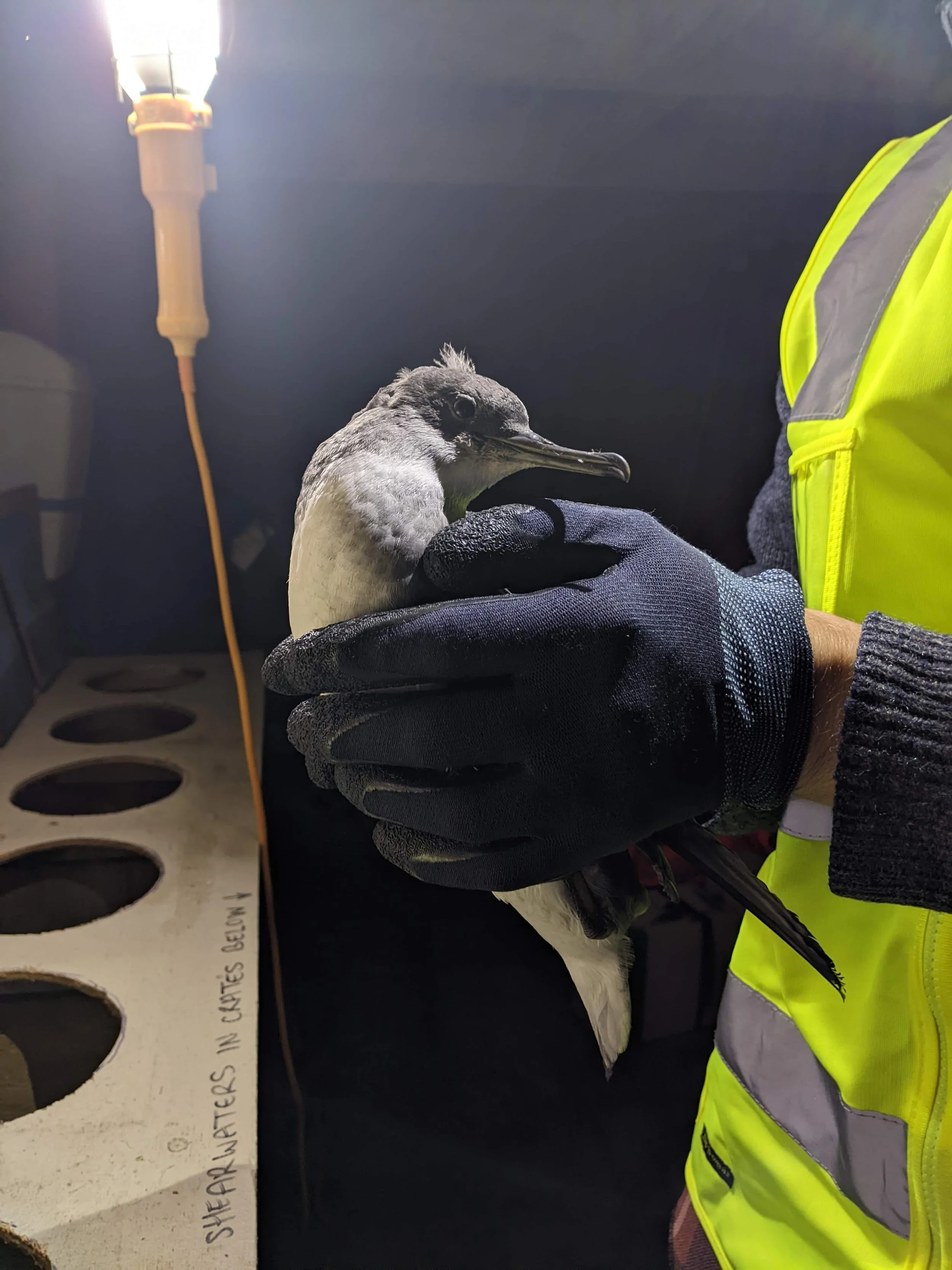 Rescuing stranded Kaikōura tītī fledglings | Eco Church Aotearoa