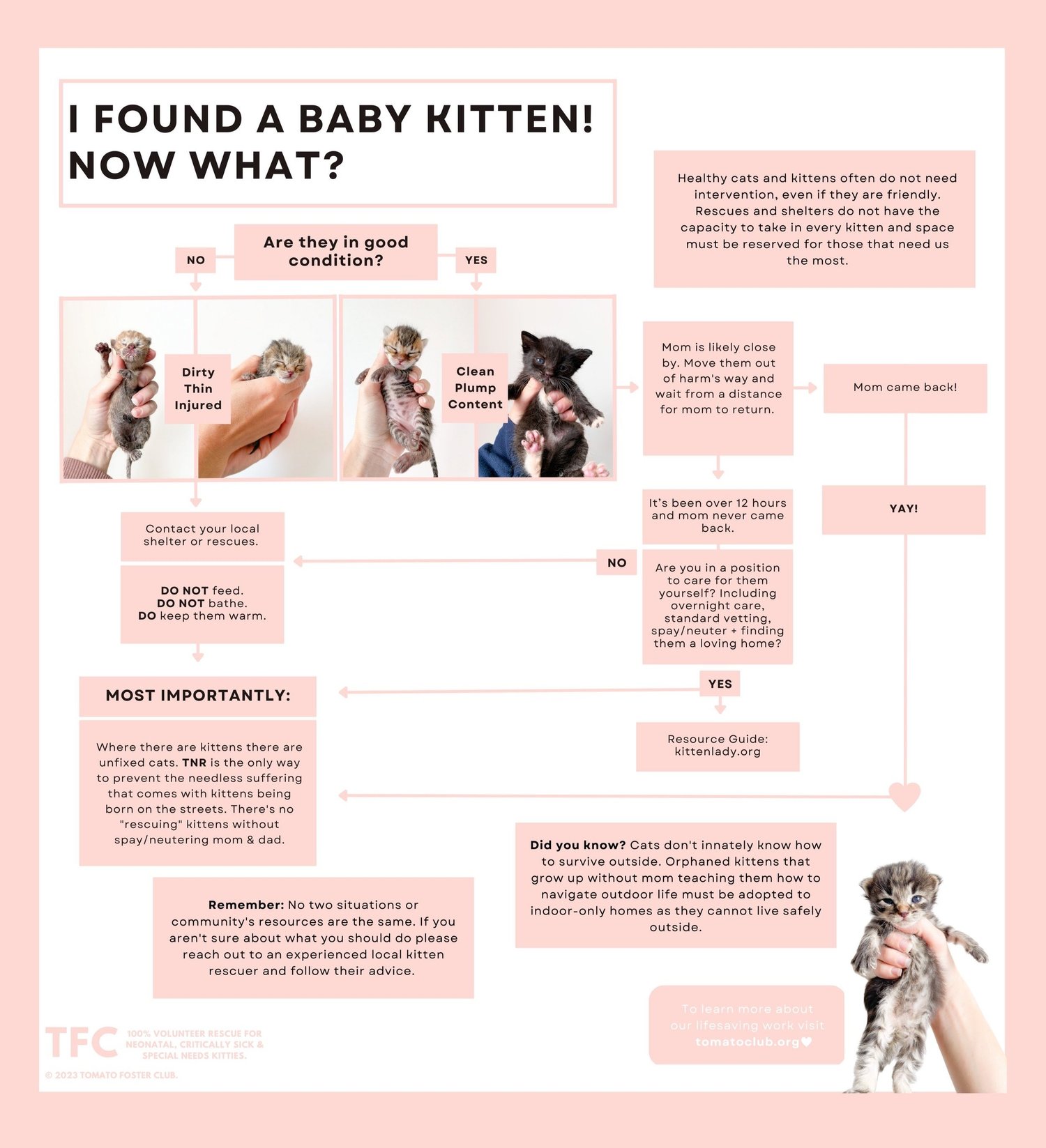 Tomato Club Rescue — Found Kitten Guide