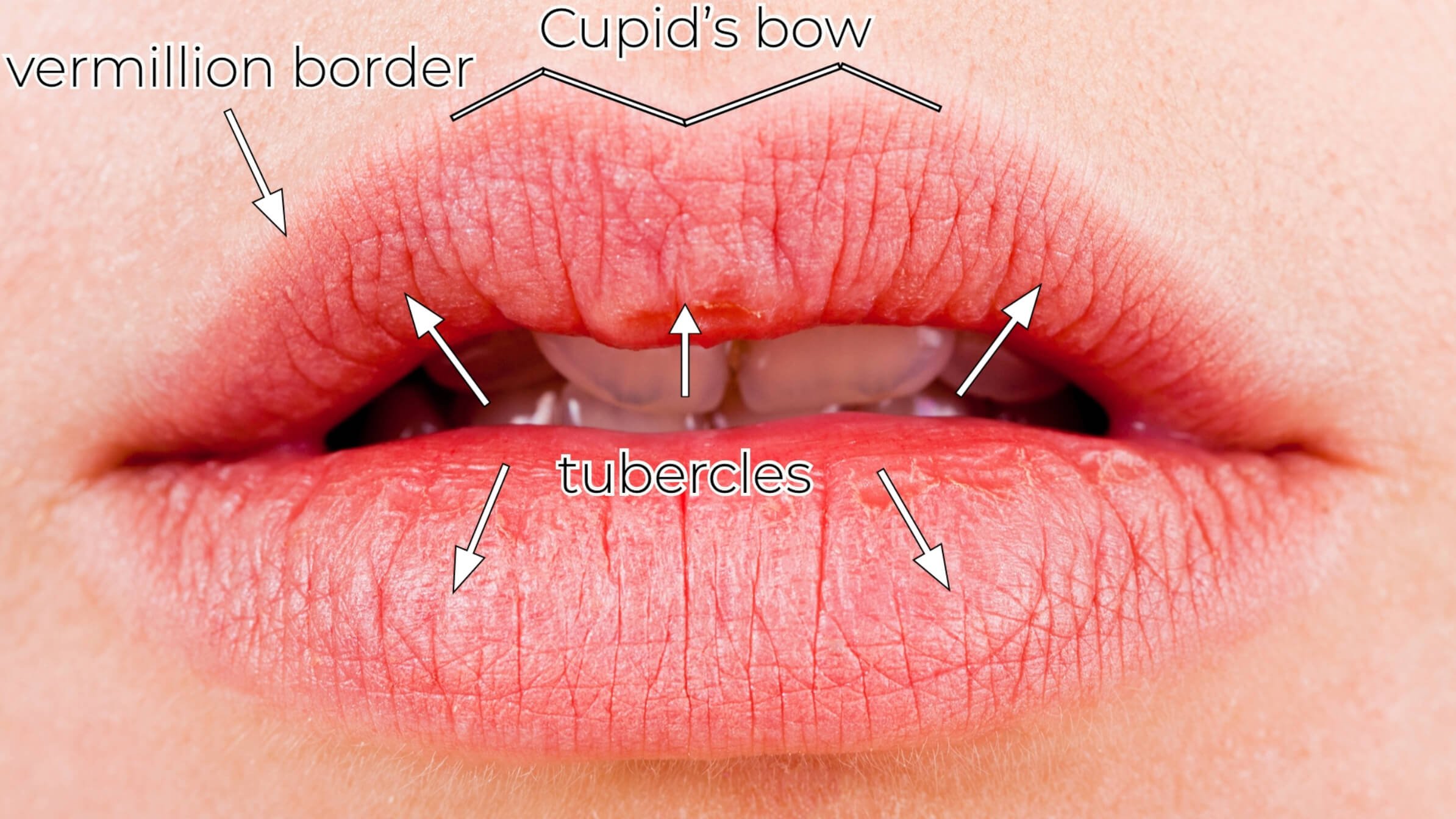 Your Quick Guide To Lip Anatomy – BGZD