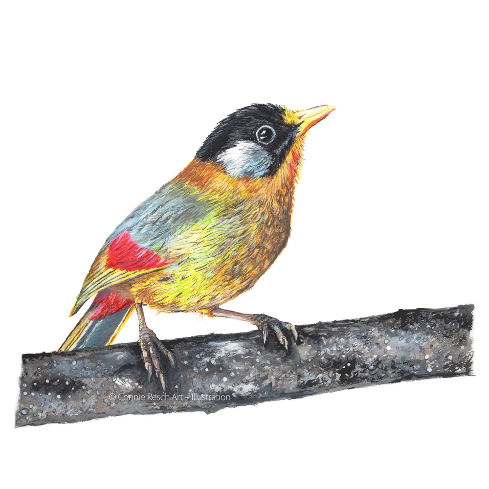 Connie Resch Art + Illustration