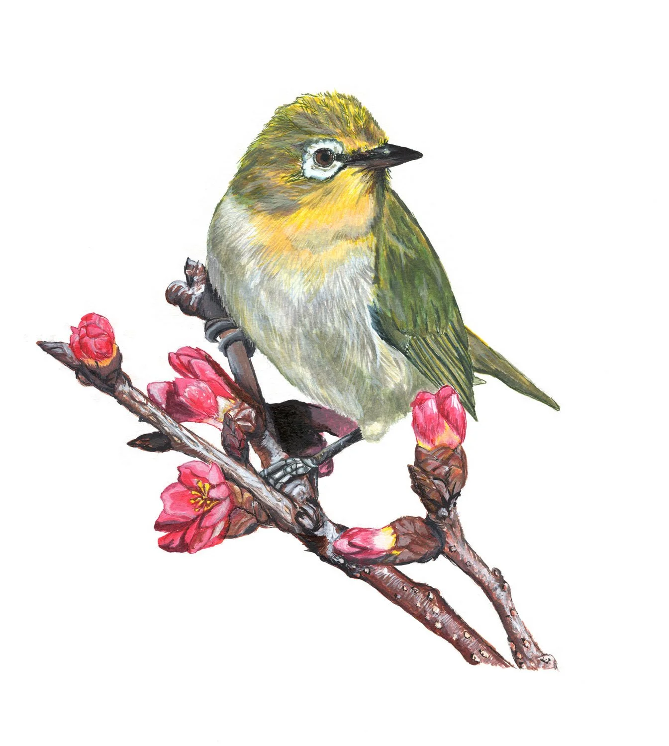 Connie Resch Art + Illustration