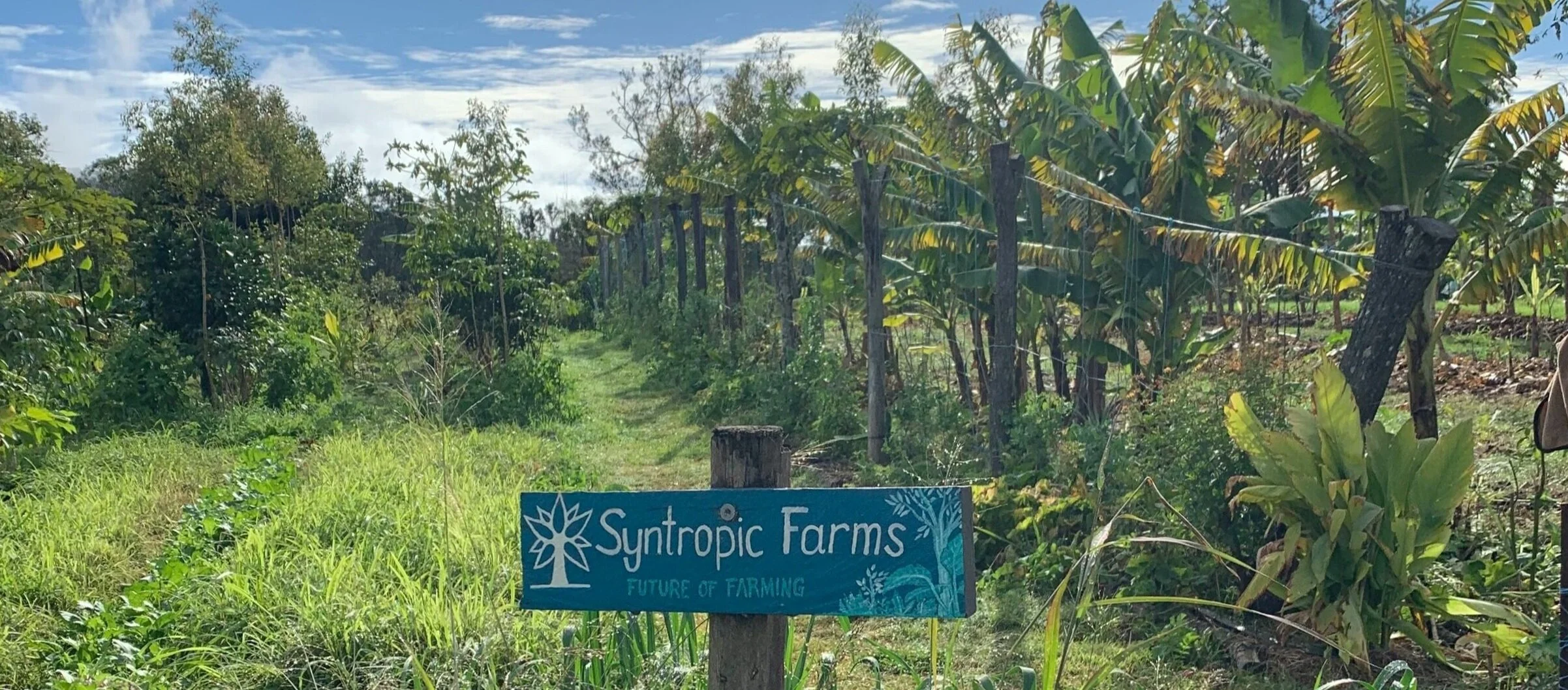 What is Syntropic Farming?