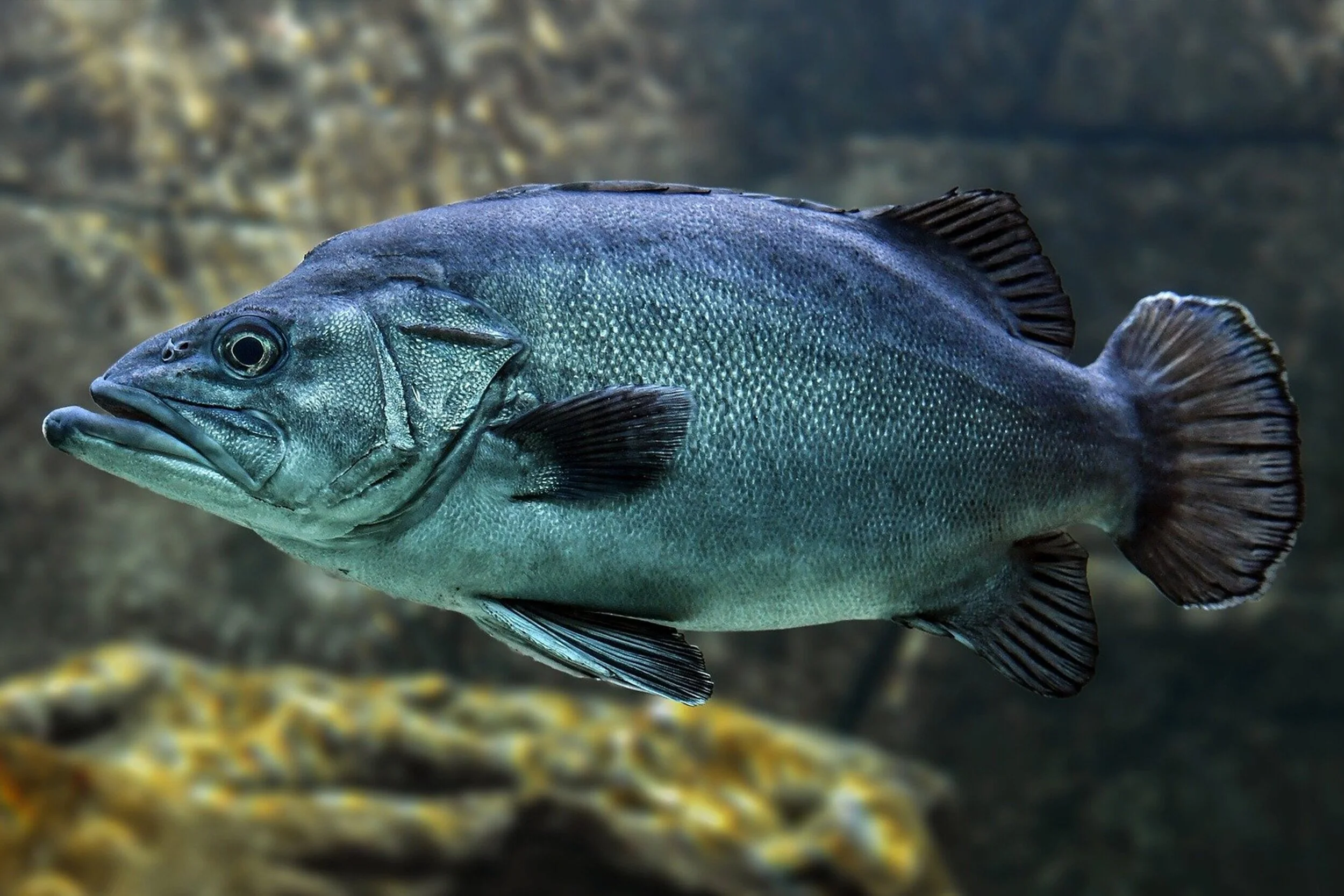 Aquatic Life Institute