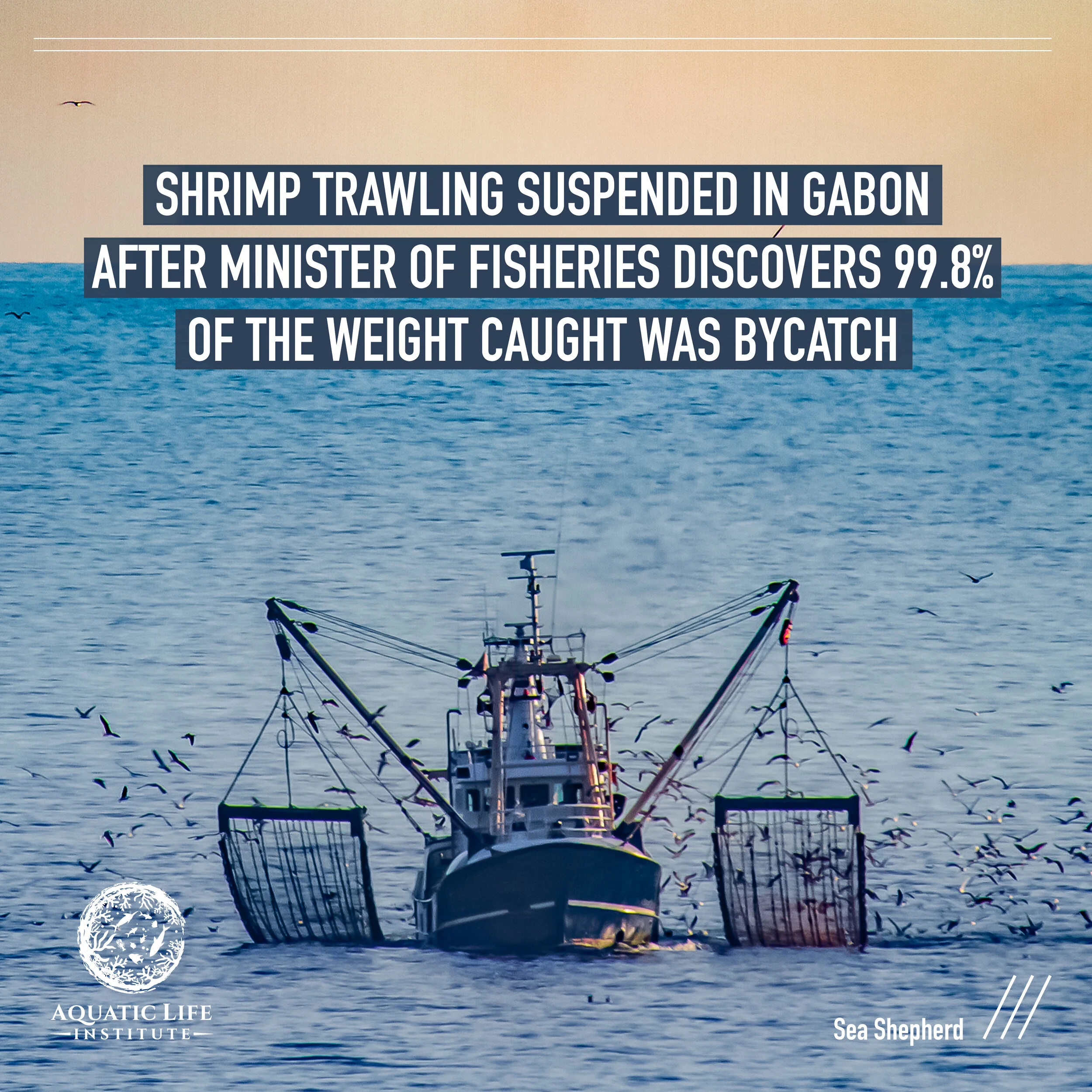 Shrimp Fishing Bycatch