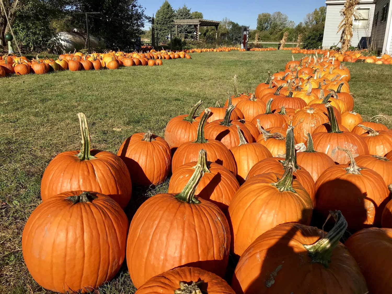 Pumpkins — Kroul Farms