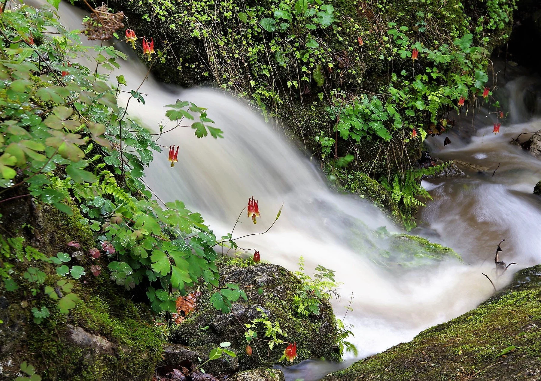 Tecumseh Land Trust 2020