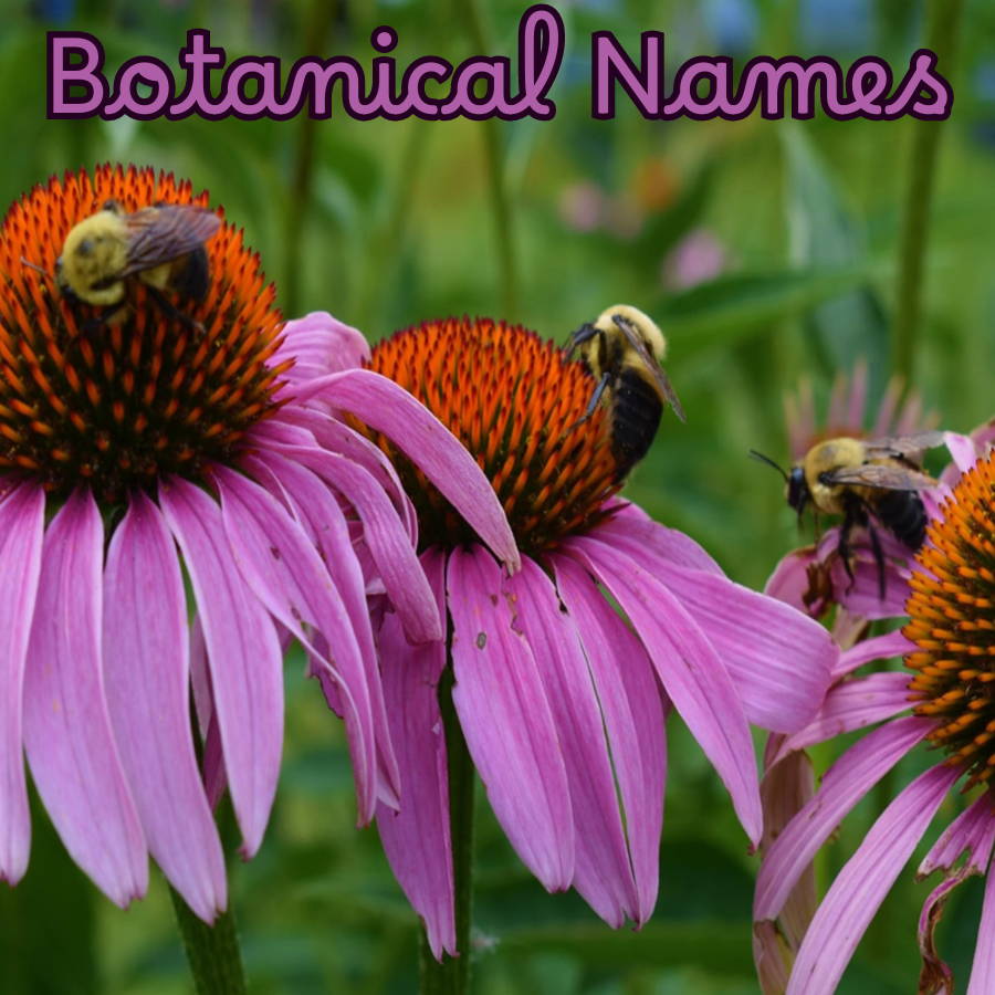 Native Plants — Tecumseh Land Trust 2020