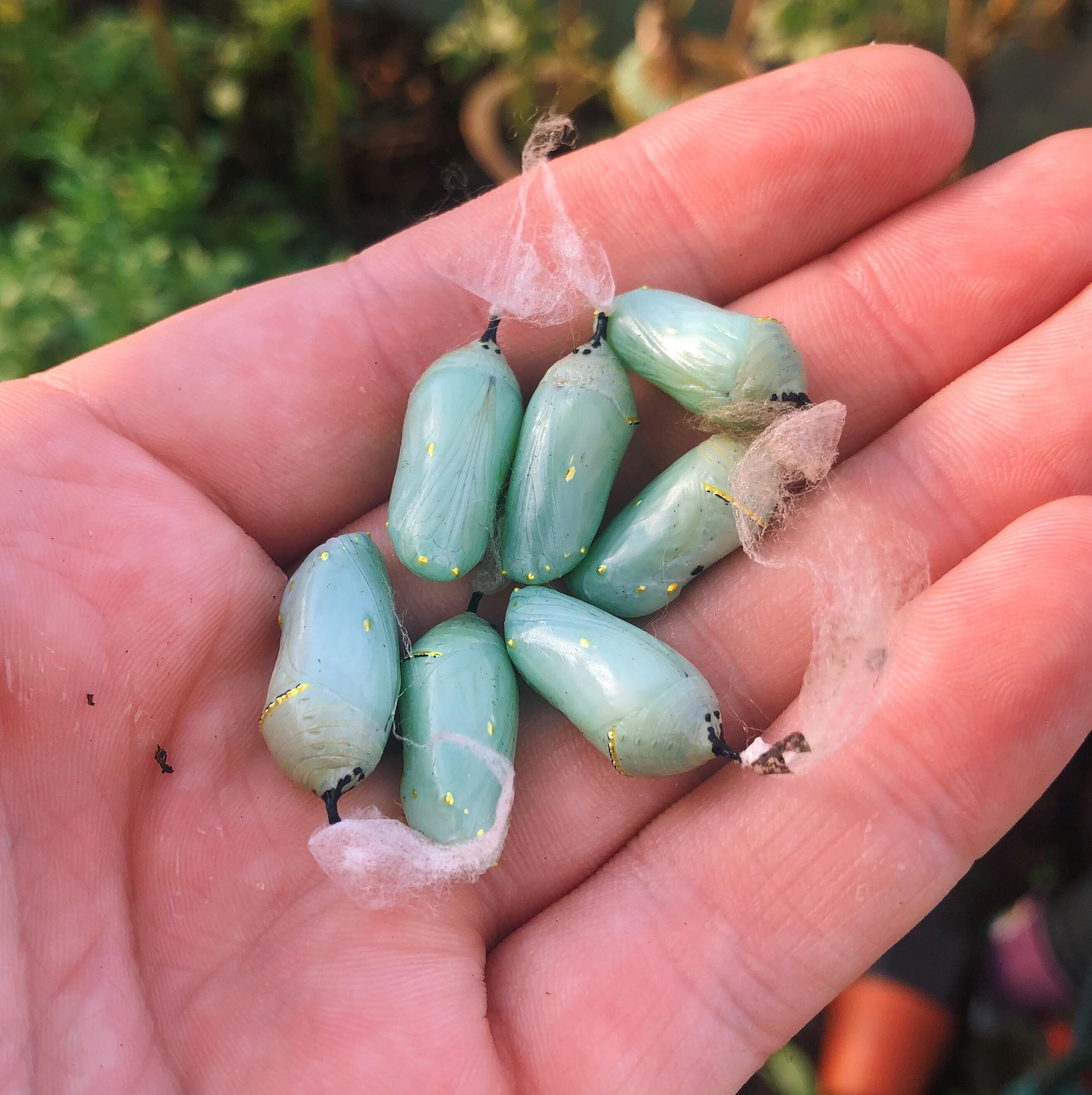 Bugs & Butterflies UK - live insects for sale