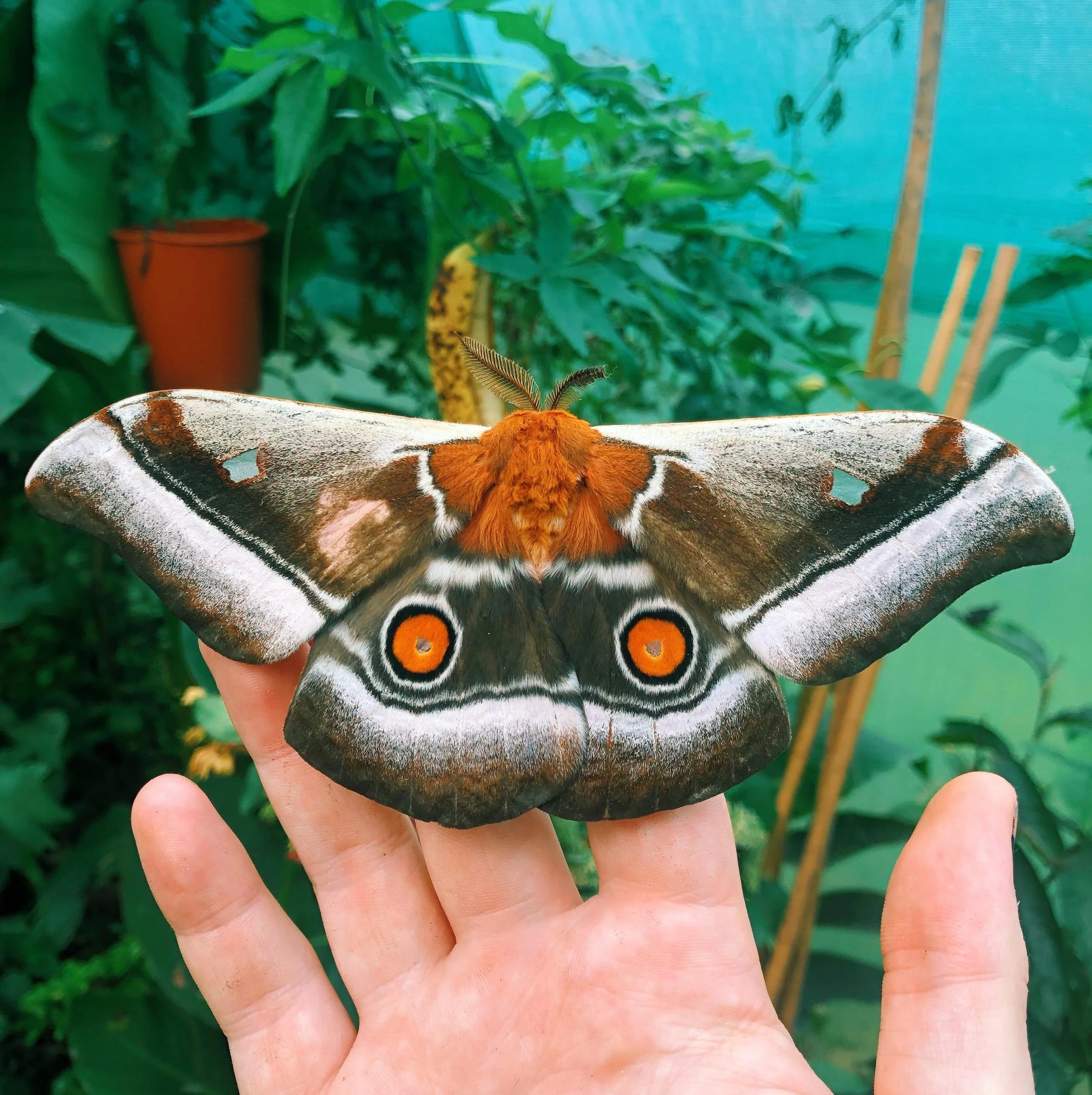 Bugs & Butterflies UK