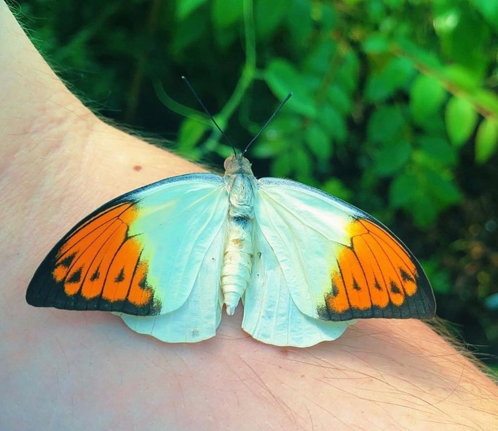 Bugs & Butterflies UK - live insects for sale