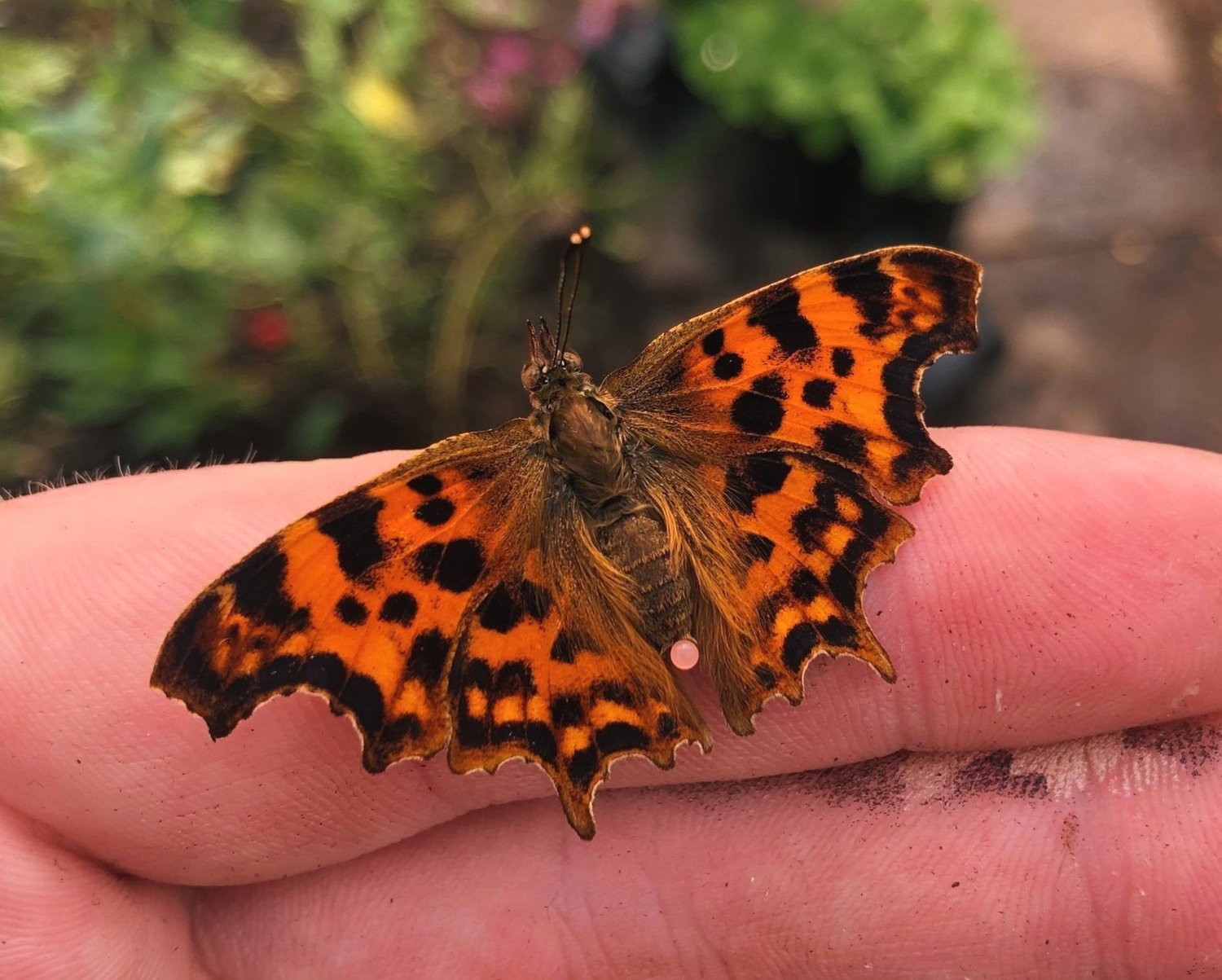 Bugs & Butterflies UK