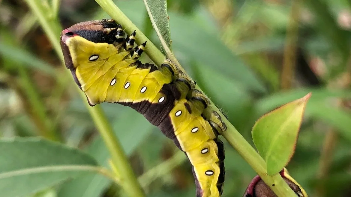 Bugs & Butterflies UK
